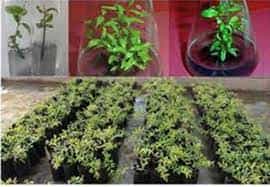 National Research Center on Pomegranate (NRCP), Solapur: Courses ...